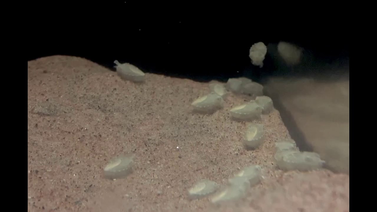 Newborn Cuttlefish Babies 🤩 - YouTube