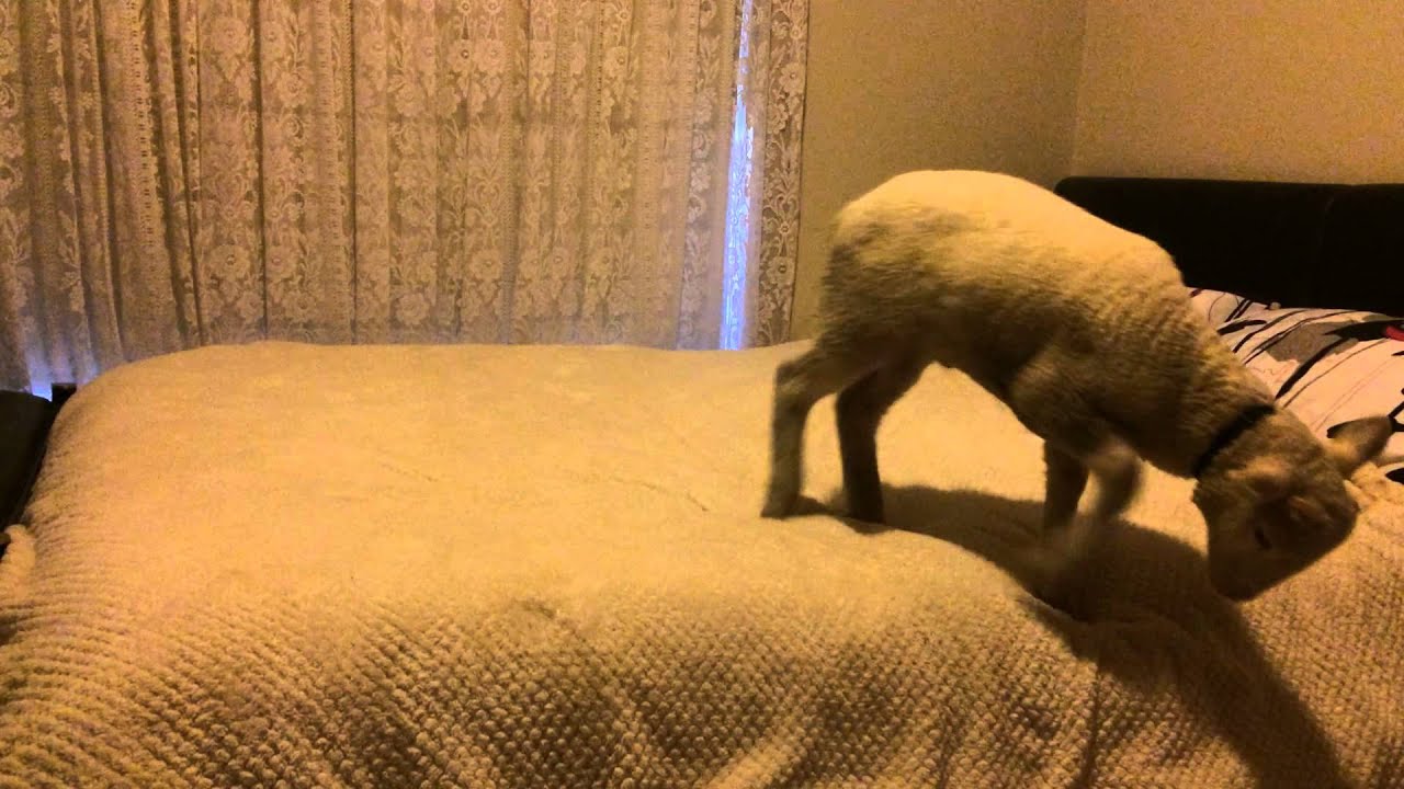 Winter the lamb bouncing on my bed part 3- Life Of Shannen - YouTube