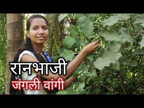रानभाजी-जंगली वांगी | जंगली वांग्याची भाजी | Ranbhaji - YouTube