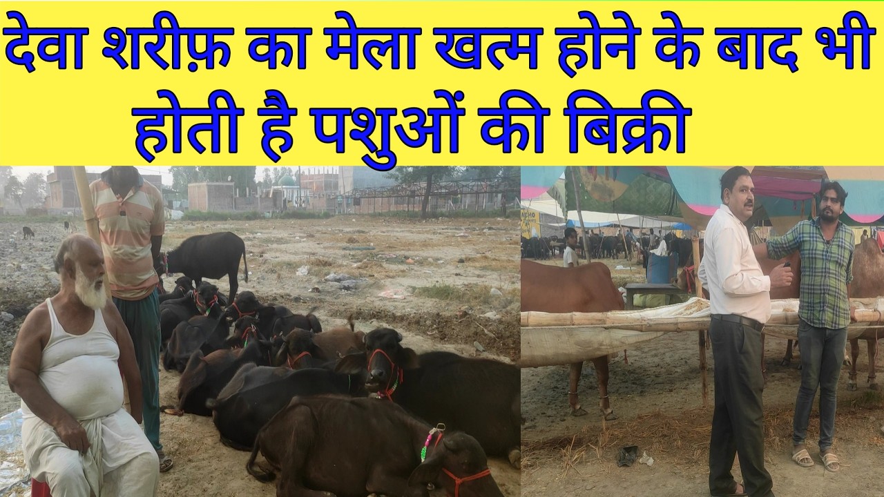 Deva Mela Animal Exhibition and Trading Event | pashu mela | fair - YouTube