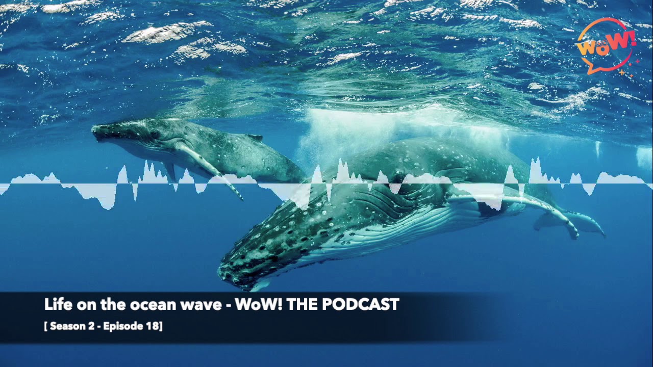 Life on the ocean wave - WOW! THE PODCAST [S2 - E18] - YouTube