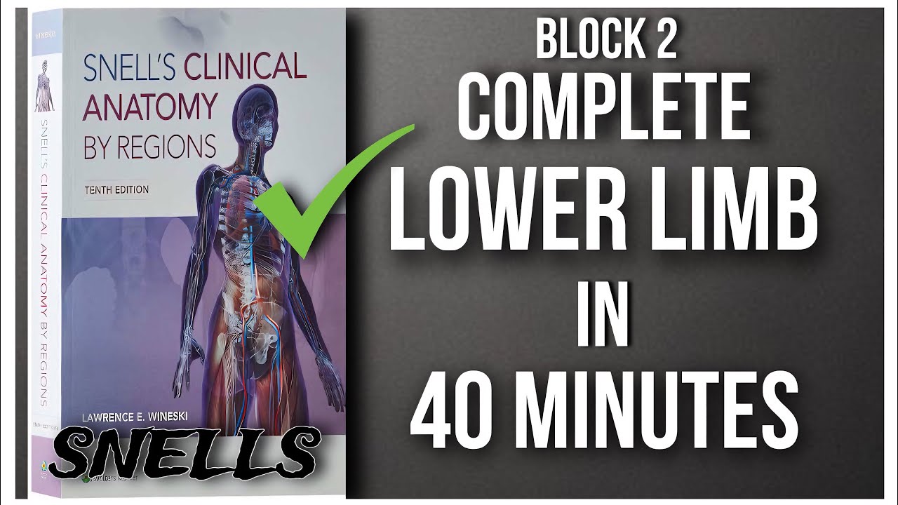 Complete Lower Limb Anatomy in 40 minutes ! Snells Anatomy Lower Limb ...