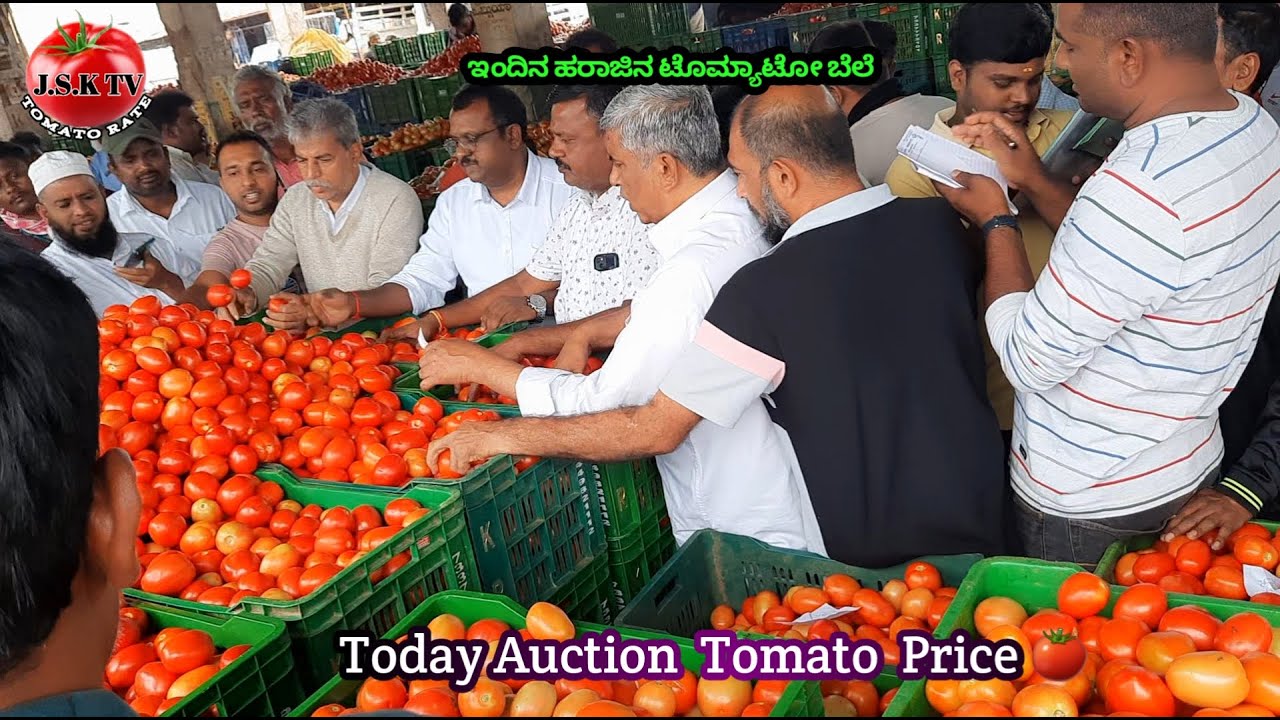 Tomato Price Today | live_auction_tomato_price| ಟೊಮೆಟೊ ಬೆಲೆ - YouTube
