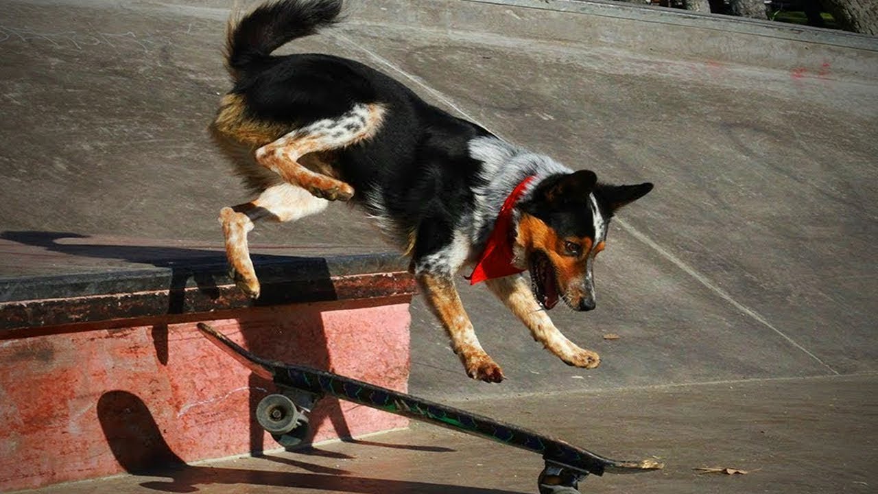 Skateboarding Dogs 🐶🐕Amazing Skateboarding Dogs(Part 1) [Epic Life ...