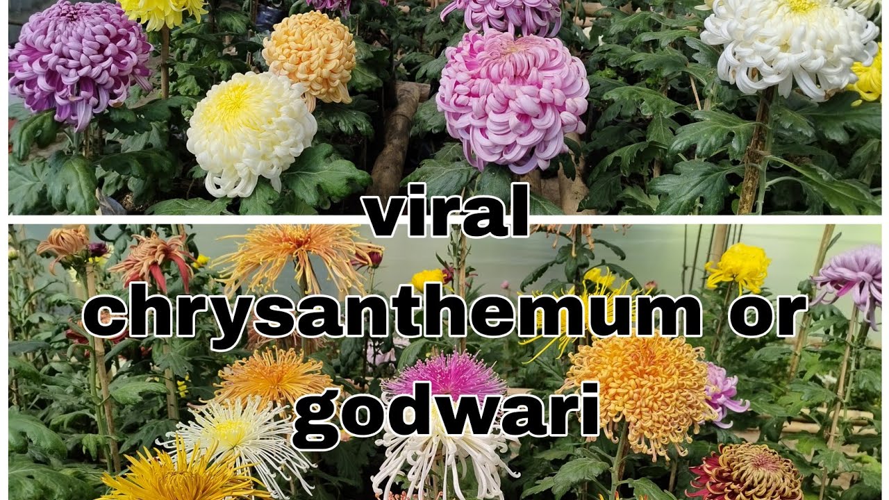 viral 🔥 chrysanthemum or godwari flowers # chrysanthemum care # mirik ...