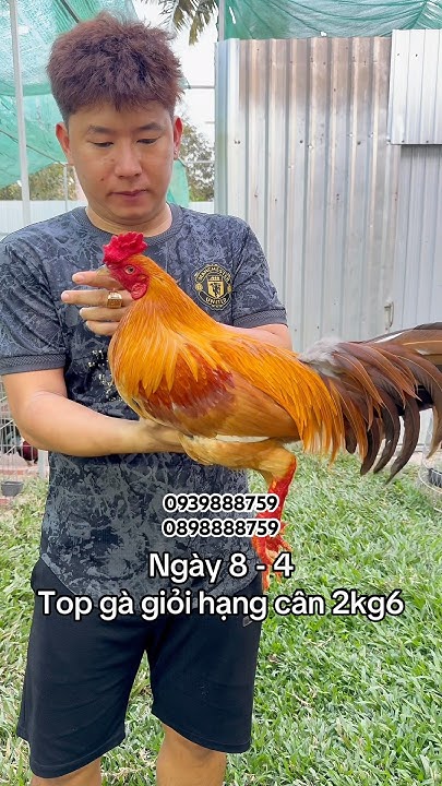 💥 4 Em Sil Mỹ Trạng 2kg6 Super 💥 - YouTube