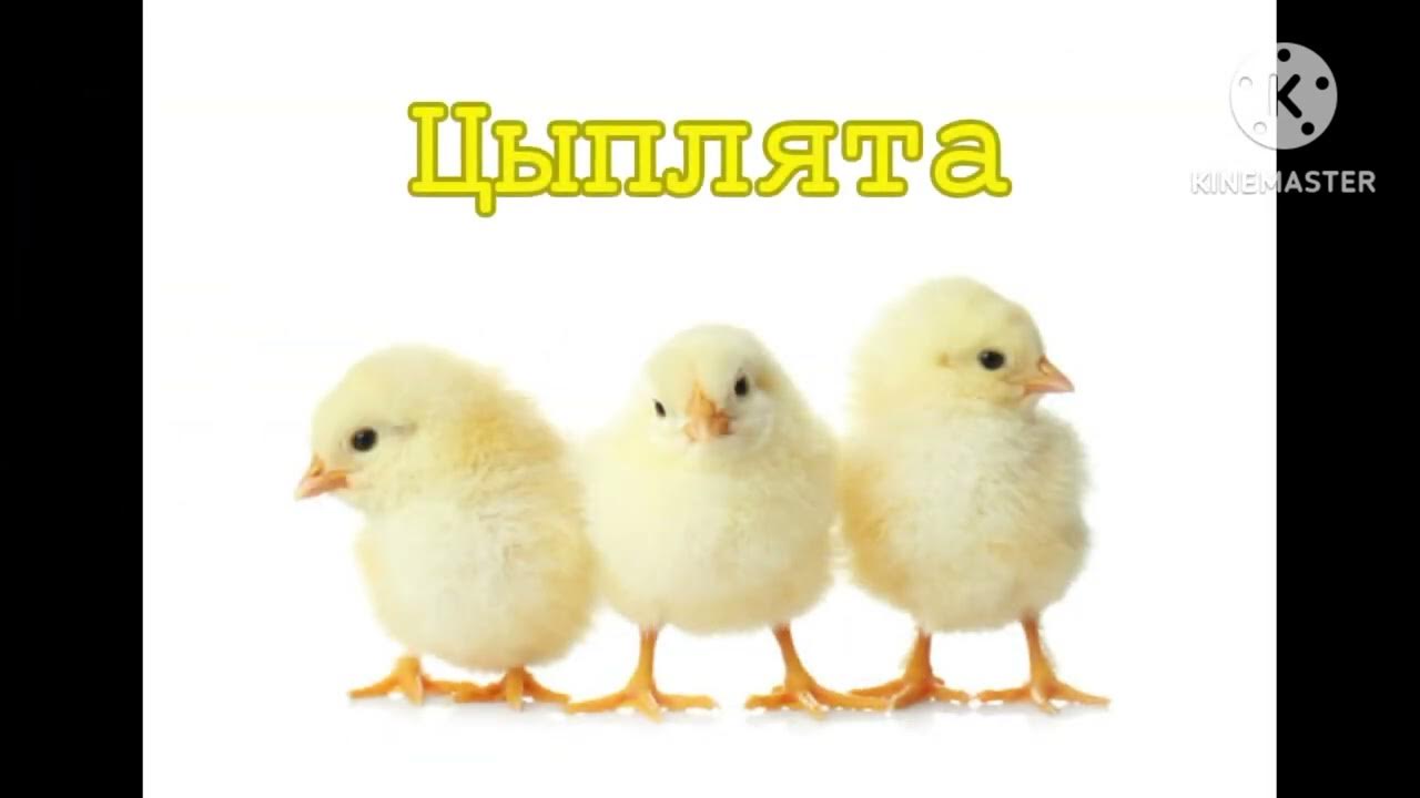 Голоса Домашних Животных Youtube