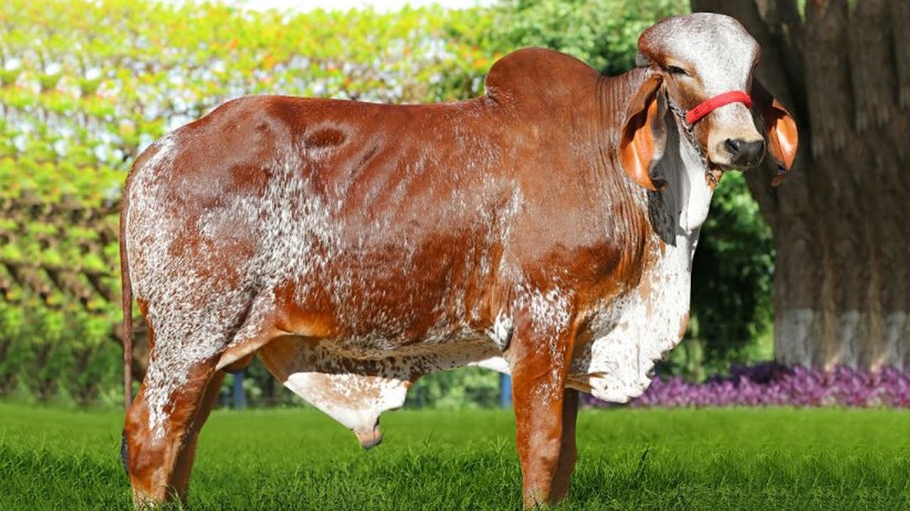 🔴 Gir Lechero Toro ESTEVES Los Mejores TOROS GYR // GADO GIR LEITERO ...