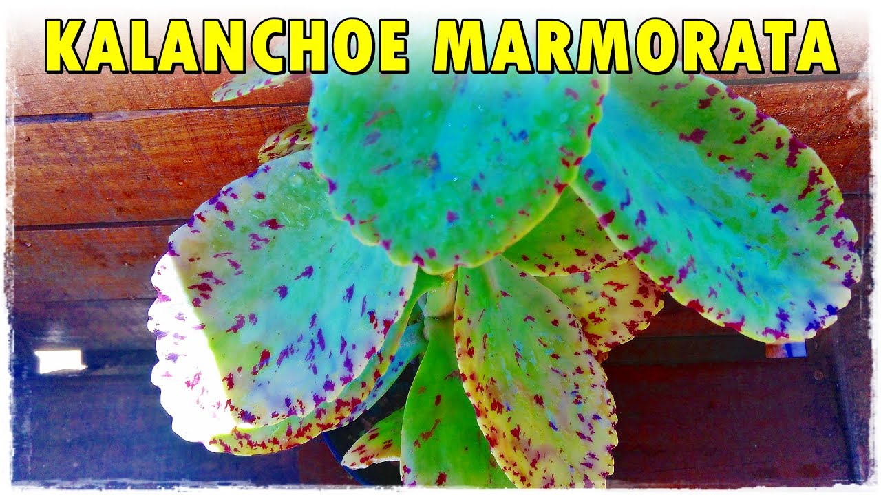 Kalanchoe Marmorata: cuidados e cultivo - YouTube