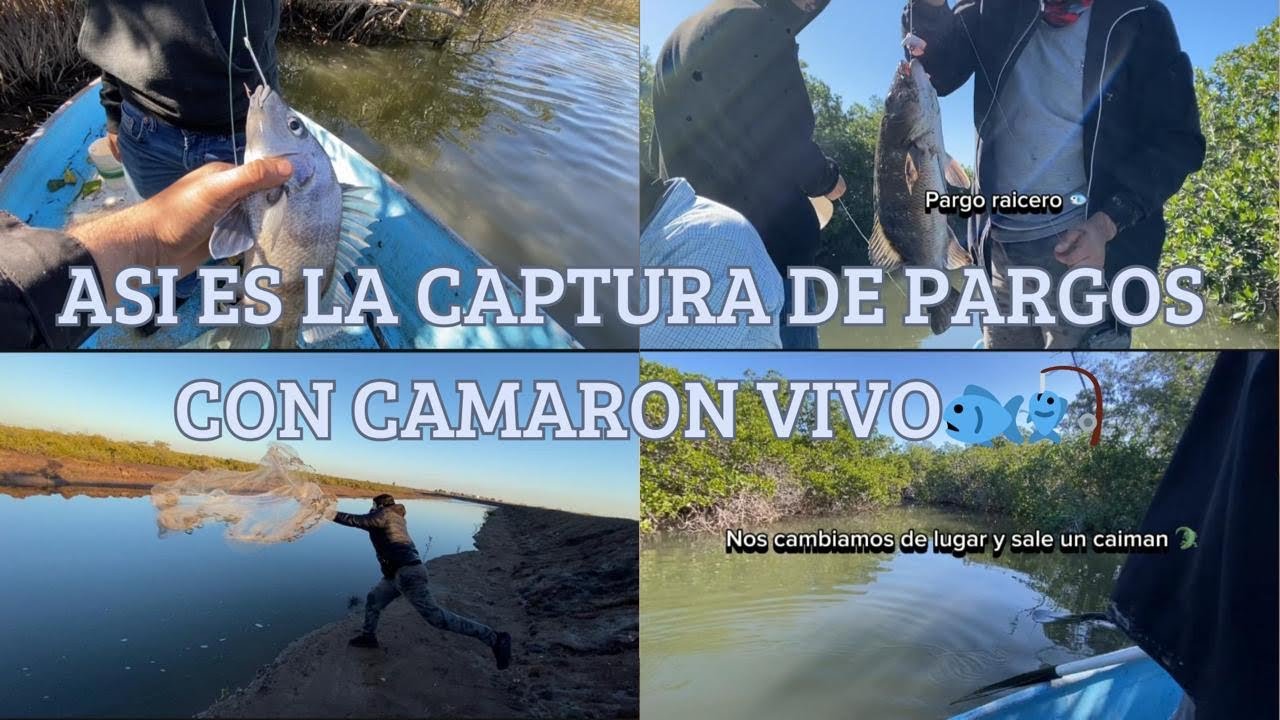 PESCA ACTIVA CON CAMARÓN VIVO , EN BUSCA DEL PARGO RAICERO , EN LOS ...