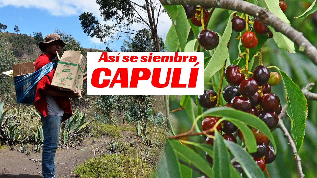 Así se siembra capulí, en la serranía Ecuatoriana - YouTube