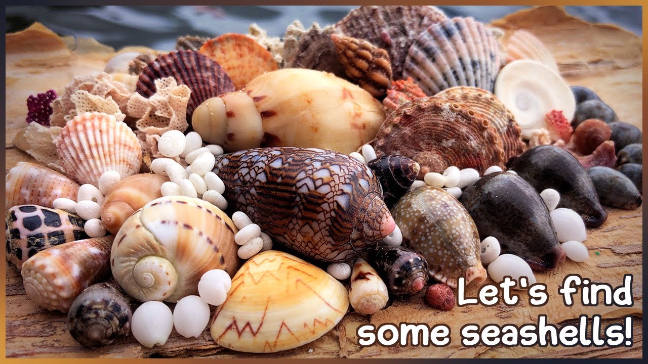 Halloween Shelling & Post Storm Textile Cone | Shells in the Wind # ...