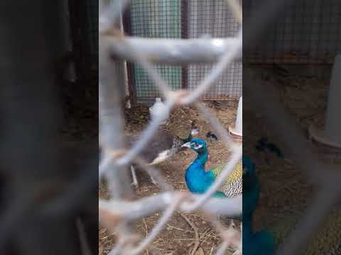 Quşların davası. Nooolar naxınnn😊😊😊