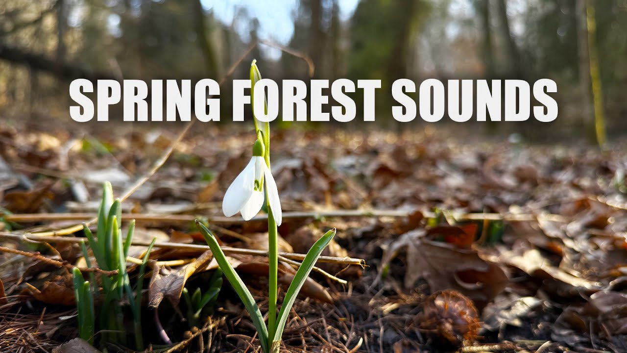 🌿 4K Relaxing Sounds of a Spring Forest | Birdsong & Rustling Trees for Sleep & Meditation 🎶 ...