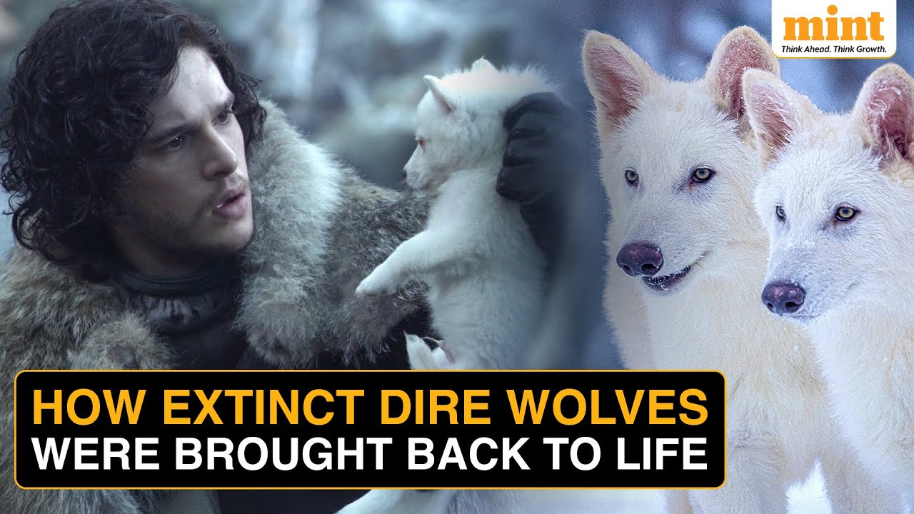 Meet Remus, Romulus & Khaleesi: ‘Game Of Thrones’ Dire wolves-like ...