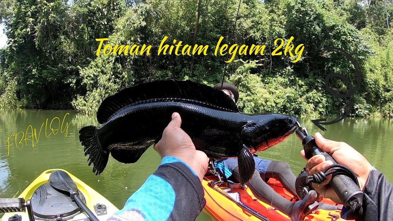 TOMAN HITAM LEGAM ROYAL SUDAH - YouTube