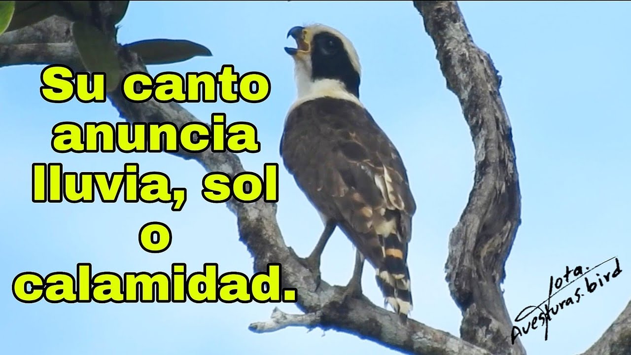 SU CANTO ANUNCIA LLUVIA, SOL O CALAMIDAD según la creencia de algunas ...