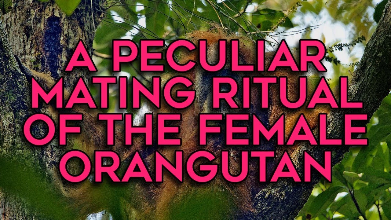 2019 - A Peculiar Mating Ritual of the FEMALE Orangutan - YouTube