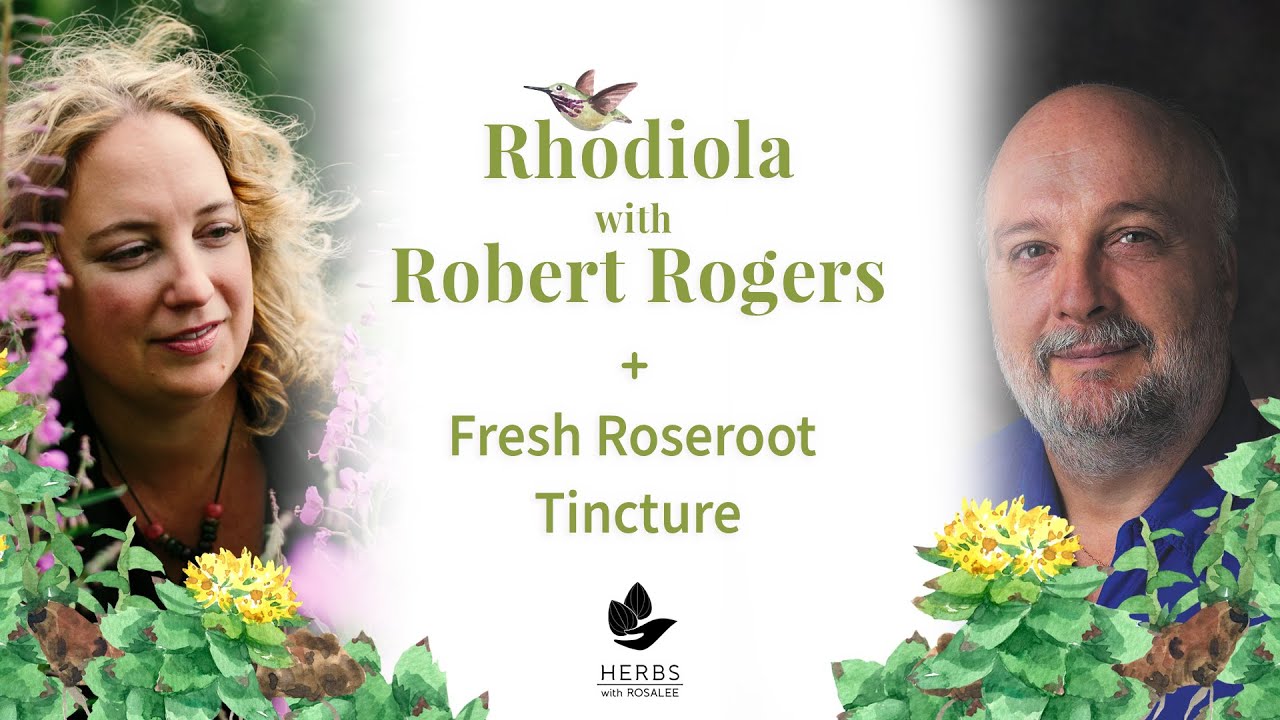 Rhodiola with Robert Rogers + Fresh Roseroot Tincture - YouTube