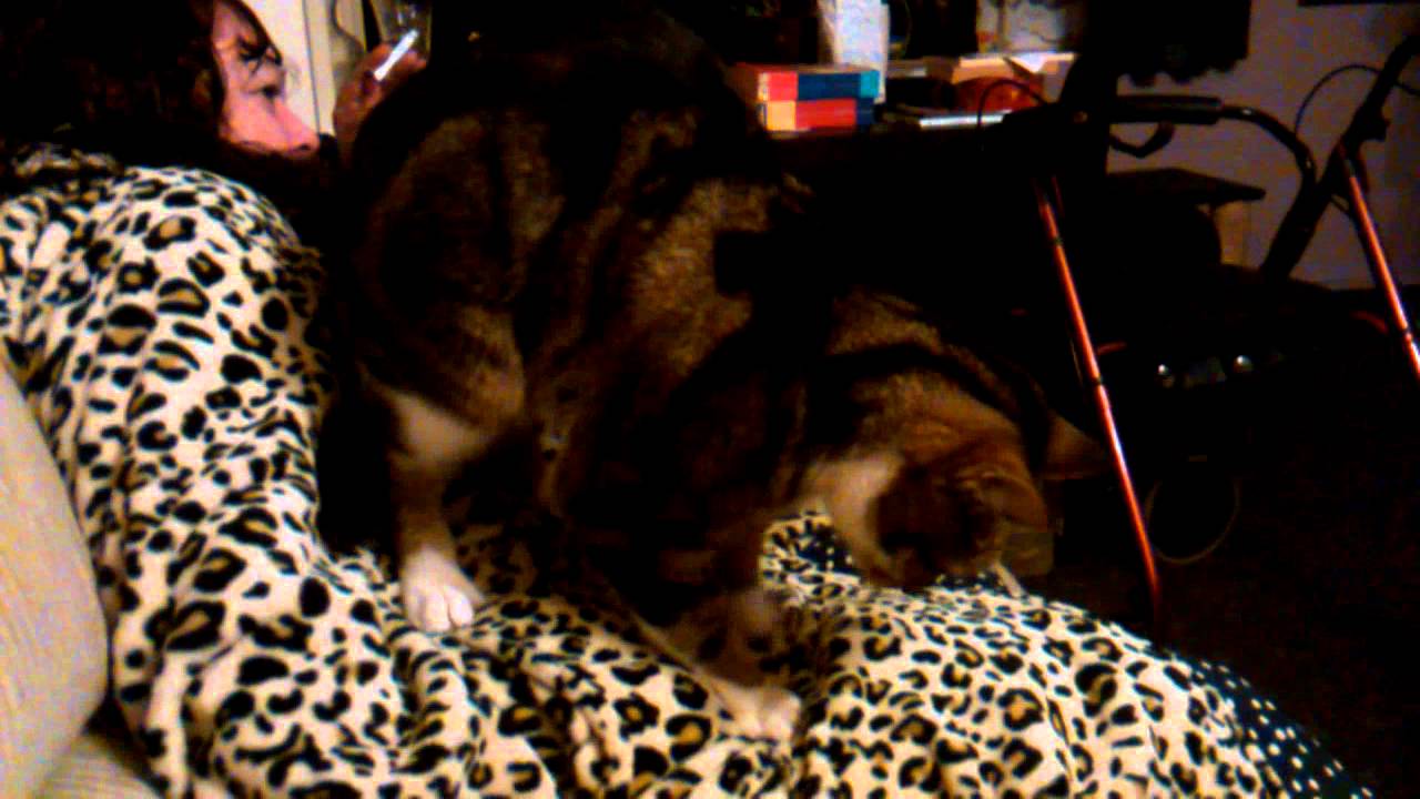 Cat padding with 4 legs - YouTube