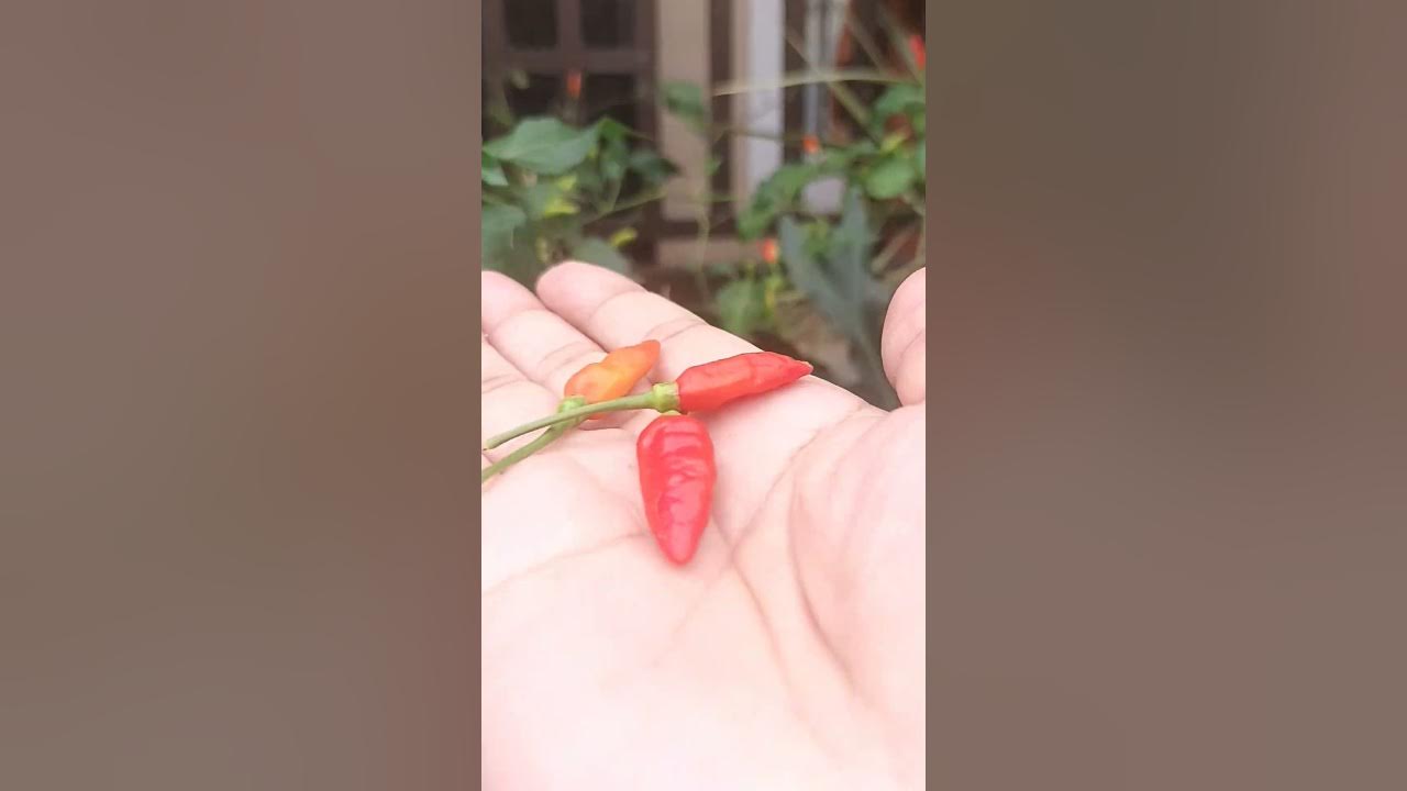 Harvesting Sili Labuyo | Tanim sa Bakuran | Mary Jane Aduna - YouTube