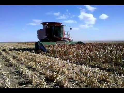 Milo Harvest in Wetern Kansas. - YouTube