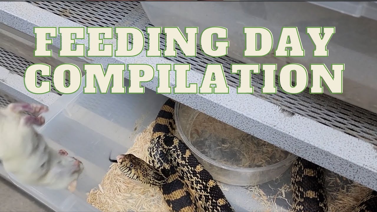 A LOT OF PREY is needed to feed over 500 snakes, plus new neos. - YouTube