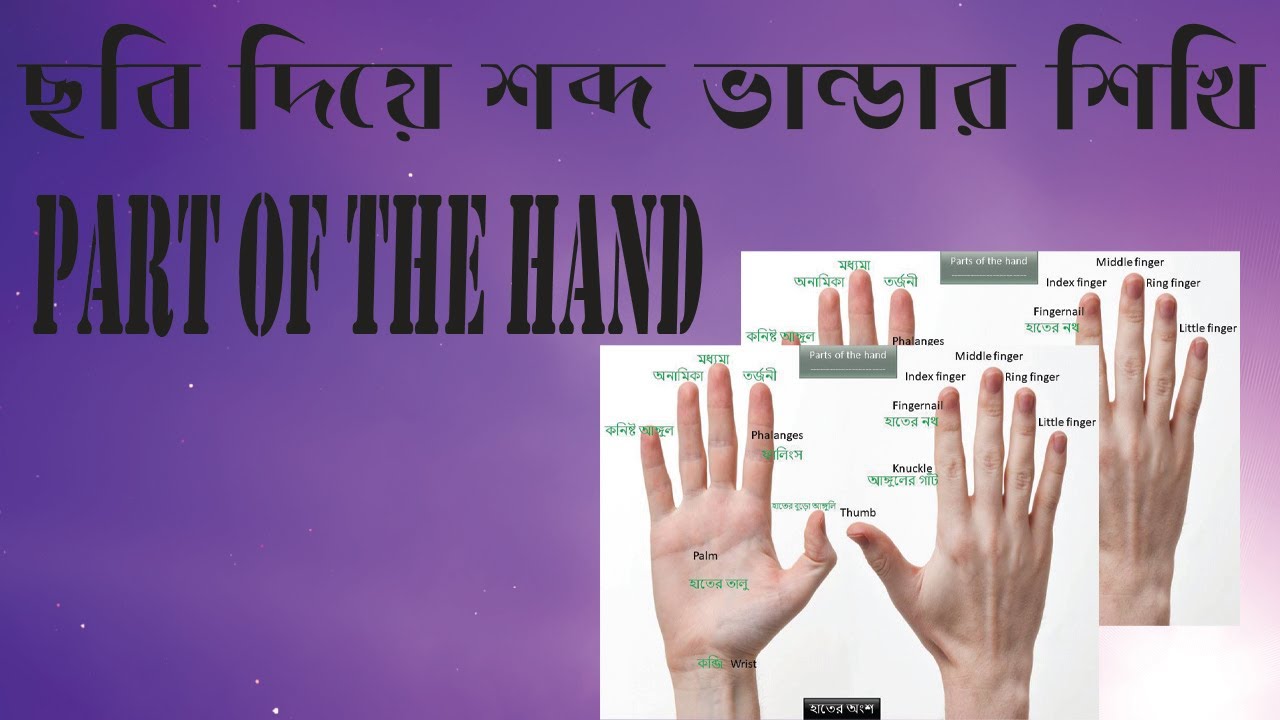 hand parts name with picture ছবি সহ হাতের নাম - YouTube