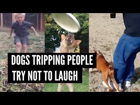Dogs Tripping Humans 🐶 Funny Pet Videos 🐾 Try Not To Laugh 🤣 Daily Dog ...