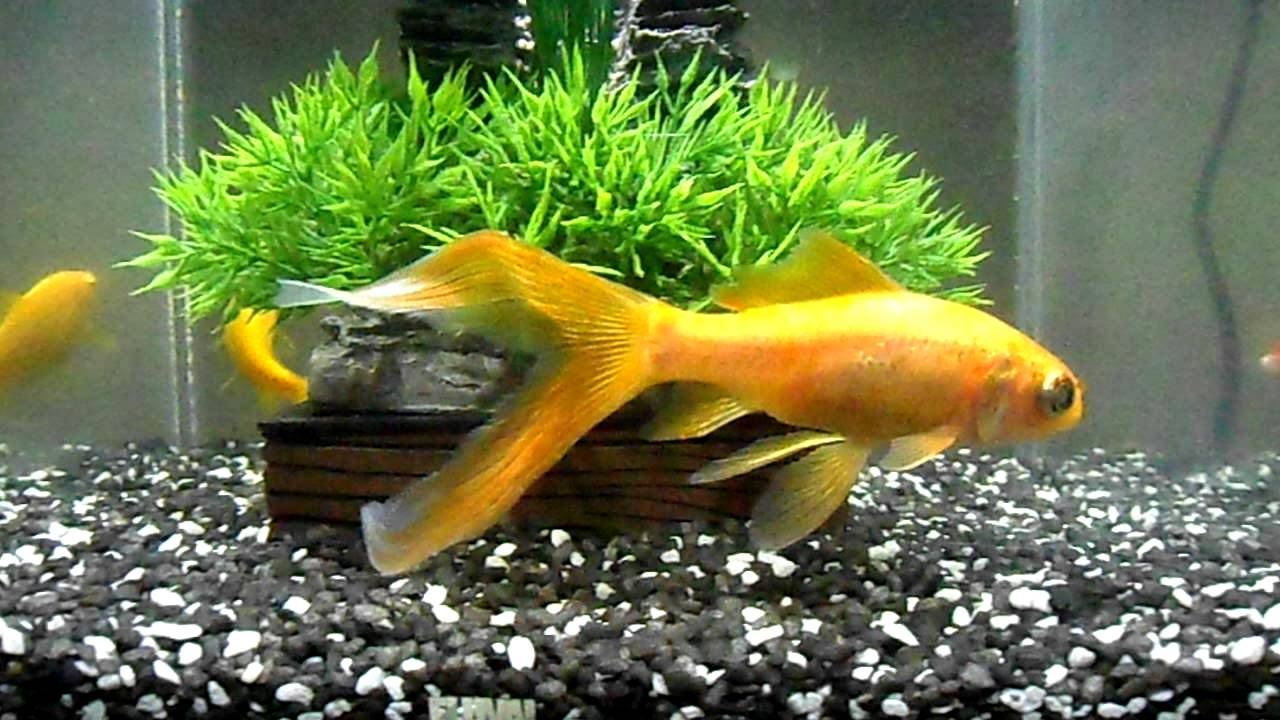 Samsung PL210 Digital Camera Test Video