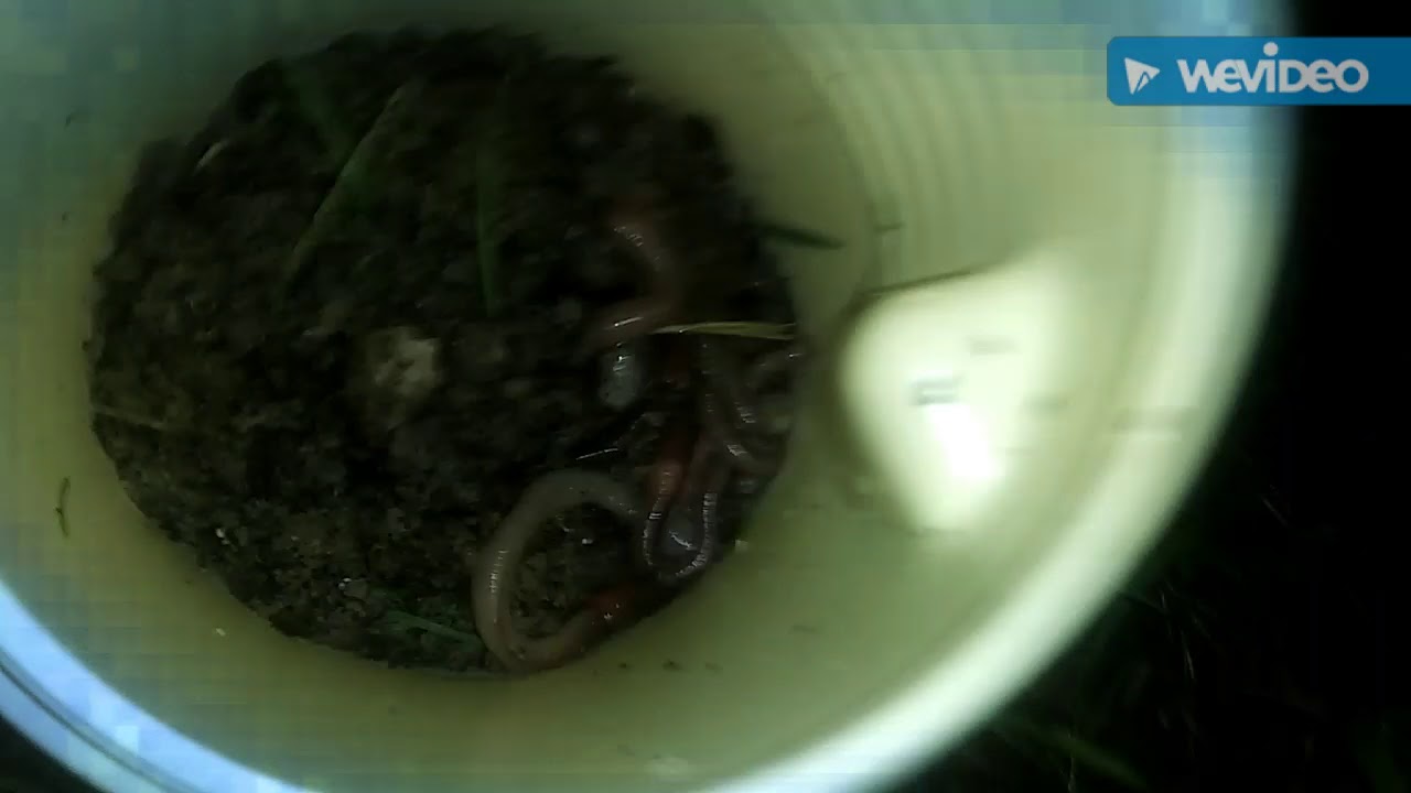 Late-Night Hunting For Large Nightcrawlers! - YouTube