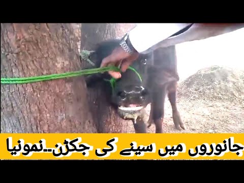 pneumonia in cattle treatment|| village Doctor village ||Asad Rasheed - YouTube