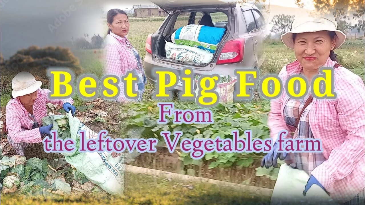BEST PIG FOOD FROM THE LEFTOVER FARM IN NAGAMES/ ENGLISH MIXED - YouTube