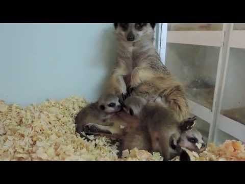 suricato baby suricata suricatta - YouTube