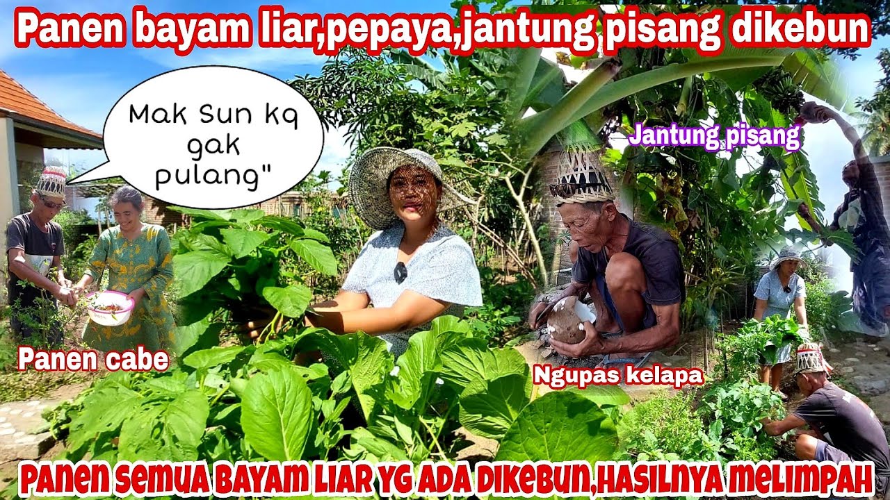 PANEN BAYAM LIAR,JANTUNG PISANG, PEPAYA HASILNYA MELIMPAH || PANEN ...