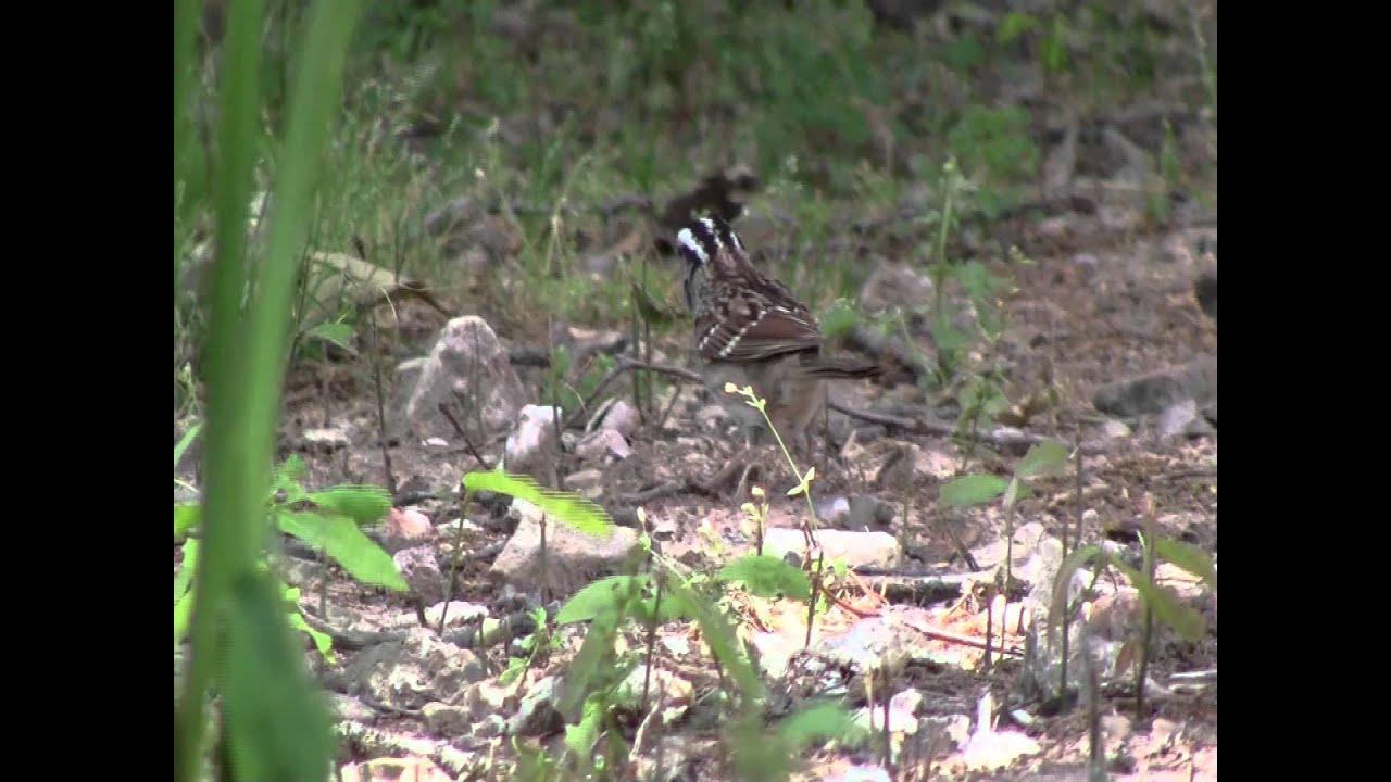 Flitting and hopping through life - YouTube