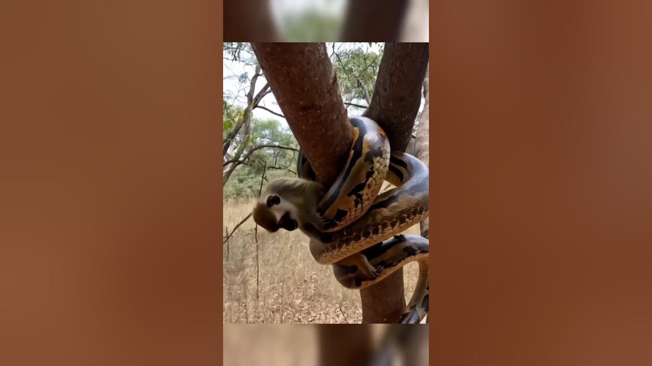 Python attacked monkey on tree 😱 | python attack | #python #snake # ...