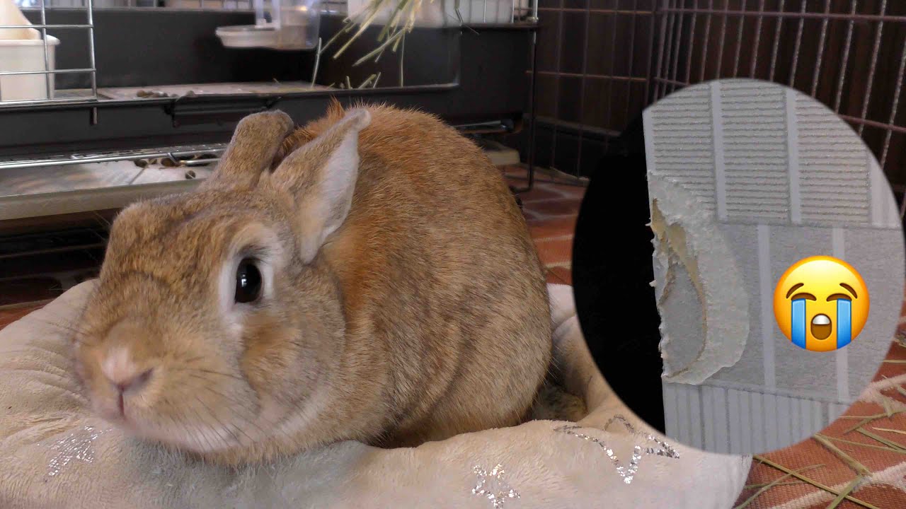 怒られるうさぎ / A rabbit gets scolded (vol.243) - YouTube