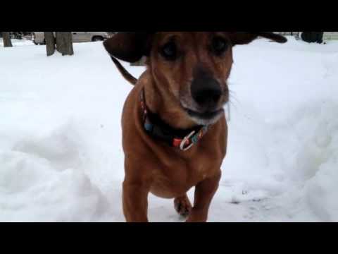 #Short Weiner Dogs Dachshunds Dogs run and play in snow. - YouTube