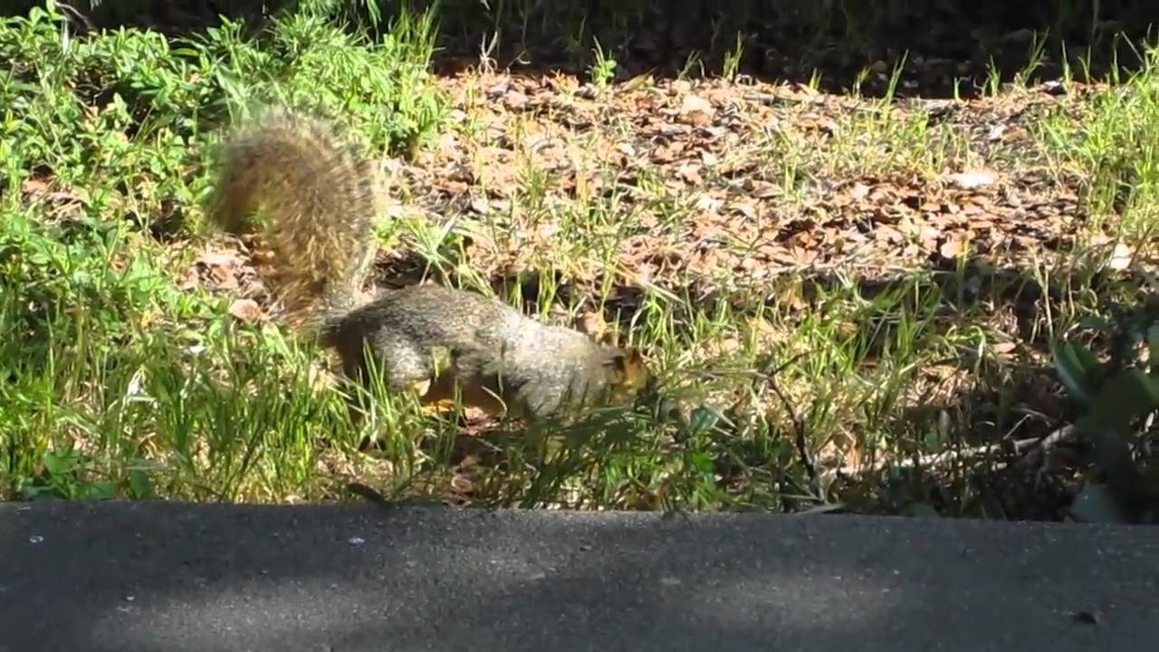 Squirrel University of California Berkeley - YouTube