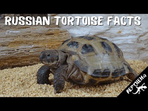 Everything You Need To Know About Russian Tortoises!