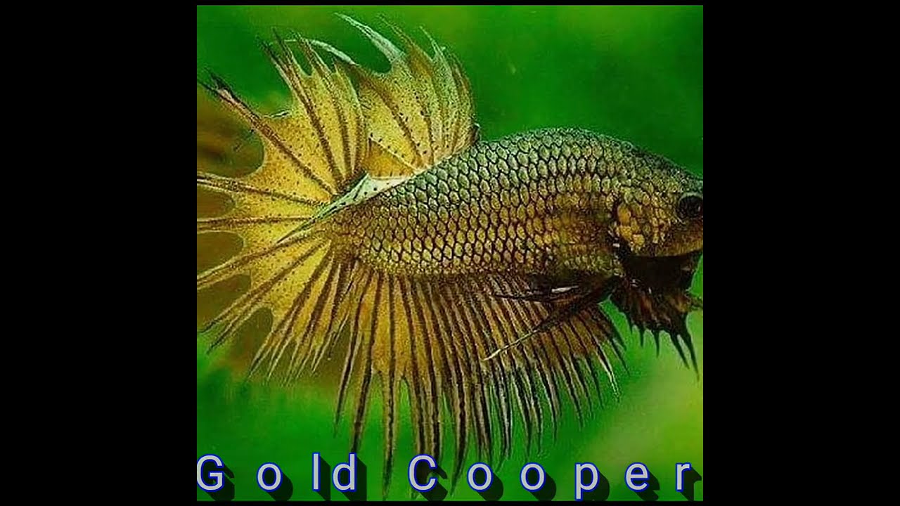 Ikan Cupang Serit | Crowntail Betta Fish - YouTube