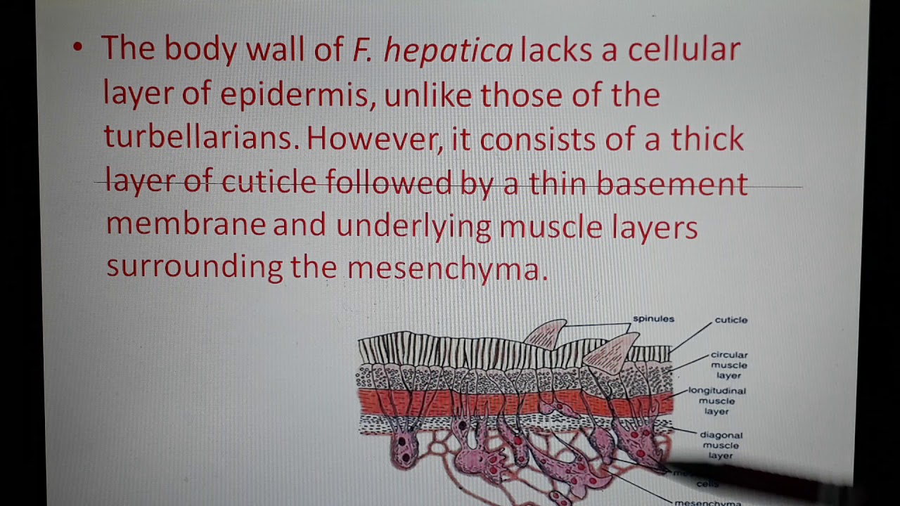 Systematic position and morphology of fasciola hepatica - YouTube