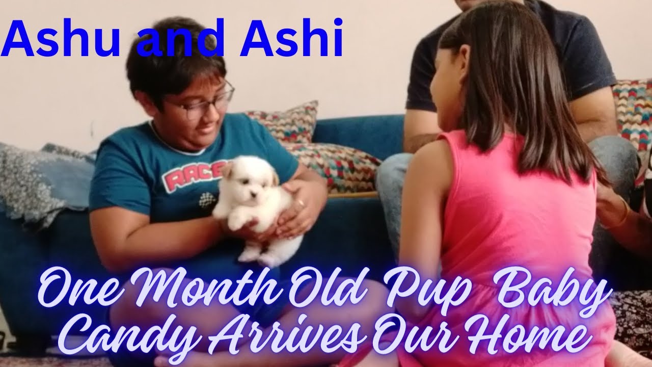 One Month Old Female Pup 'CANDY' Arrives Our Home! - YouTube