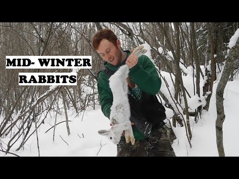 Mid-Winter Rabbits | Hunting by Snowmobile - YouTube
