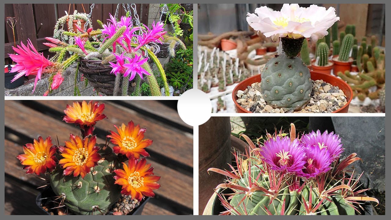 Tipos De Cactus Con Flores Imágenes De Tipos Cactus Descarga