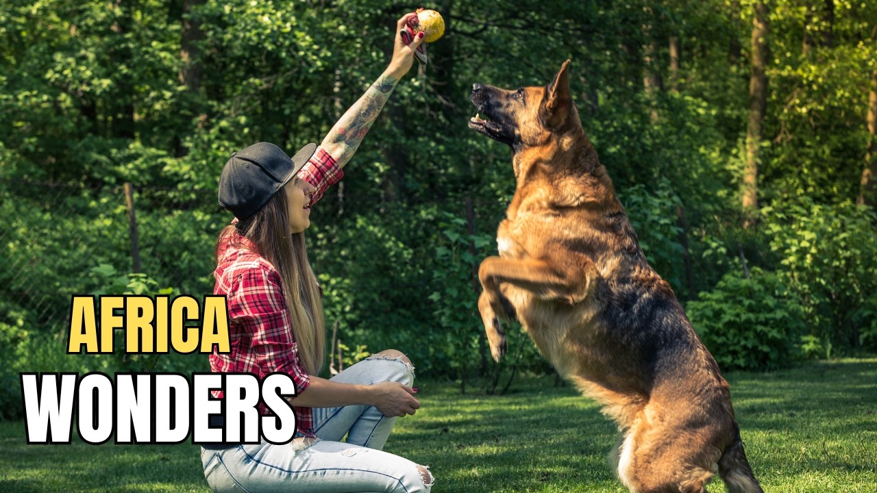 How to Train Your Dog - Training Footage Collection || AFRICA WONDERS ...