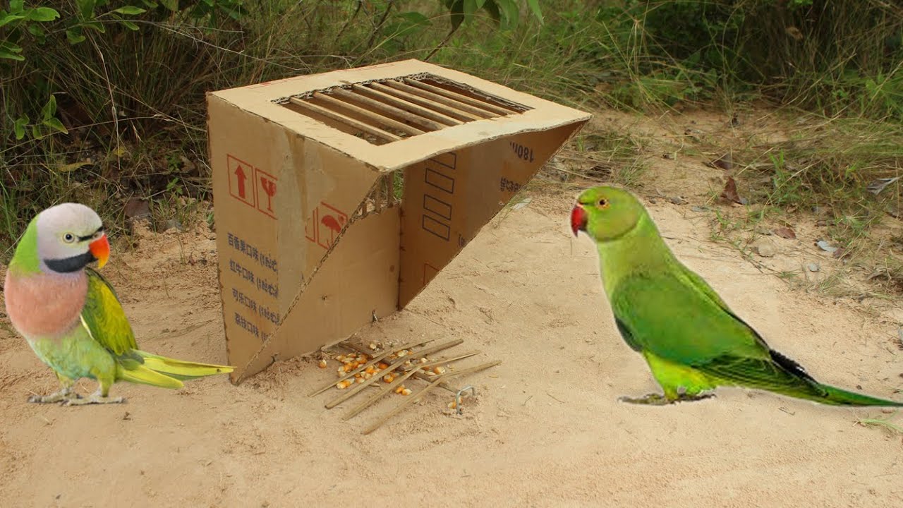 Quick Parrot Bird Trap | Easy Creative Bird Trap Using Cardboard - YouTube
