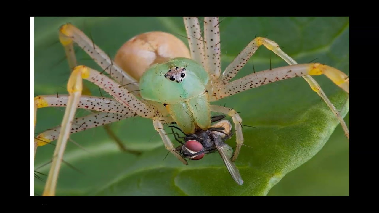 spiders and frogs - YouTube