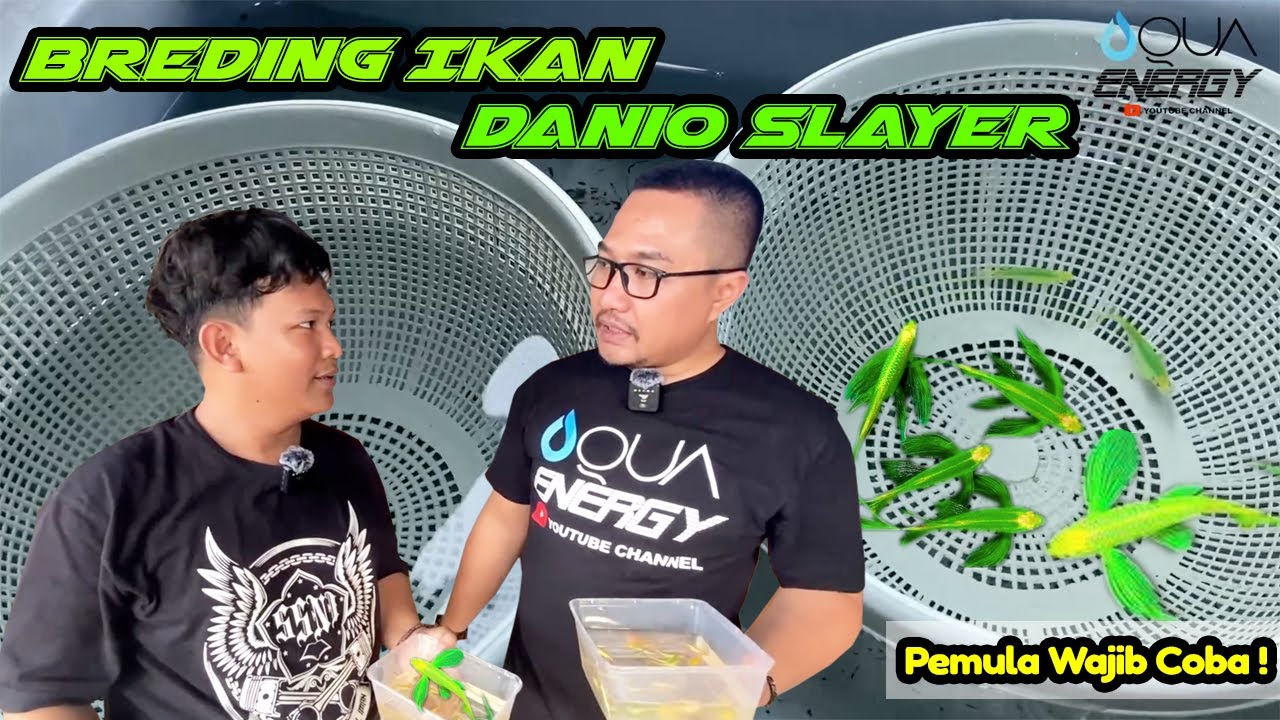 Breeding Ikan Danio Slayer Pemula Wajib Nonton - YouTube